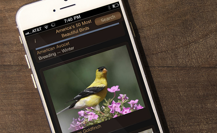 Beautiful Birds App for iPhone